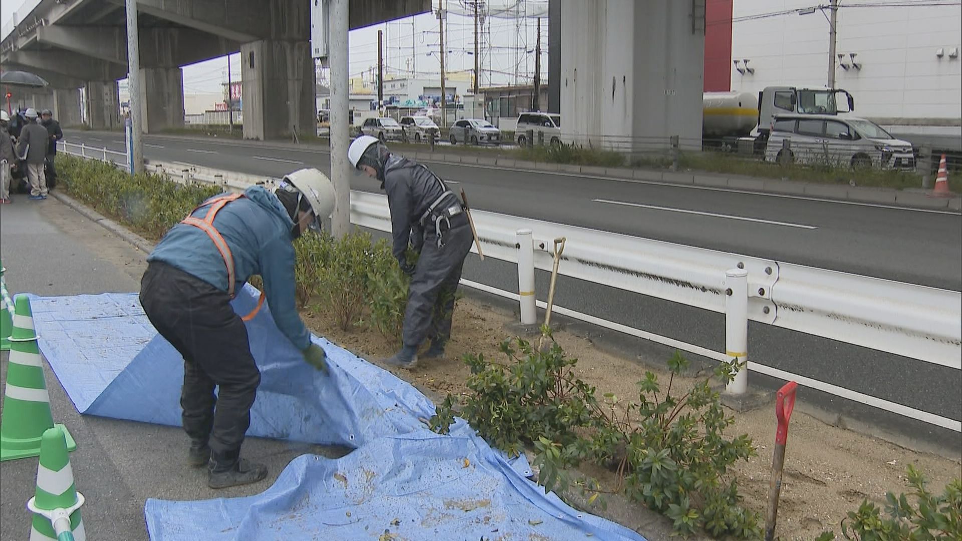 ビッグモーターは1000万円を負担…行政が枯れたつつじを植え替え、約50メートルの植樹帯に172本 - RKB毎日放送