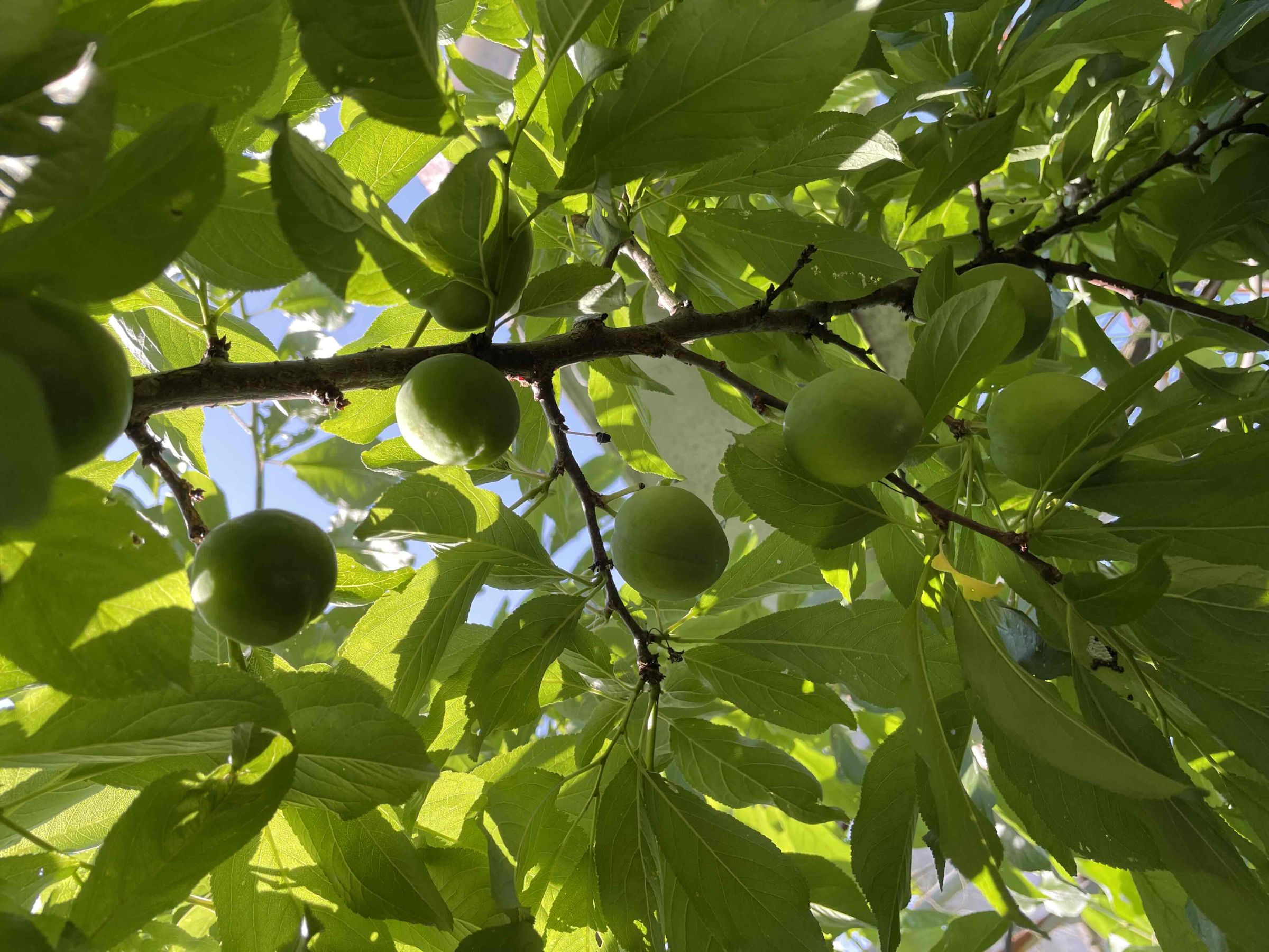 JAみなみ筑後 すもも部会・河村さん 小山正代 - RKB毎日放送