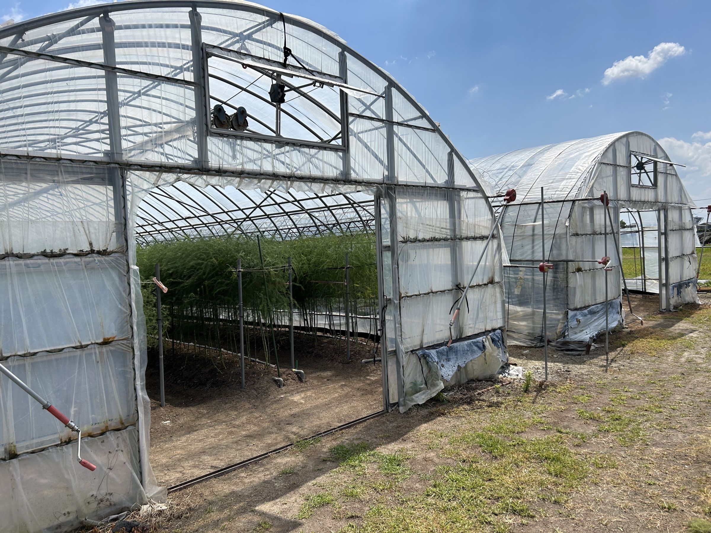 JA柳川 アスパラガス部会・村上さん 明光院昌子 - RKB毎日放送