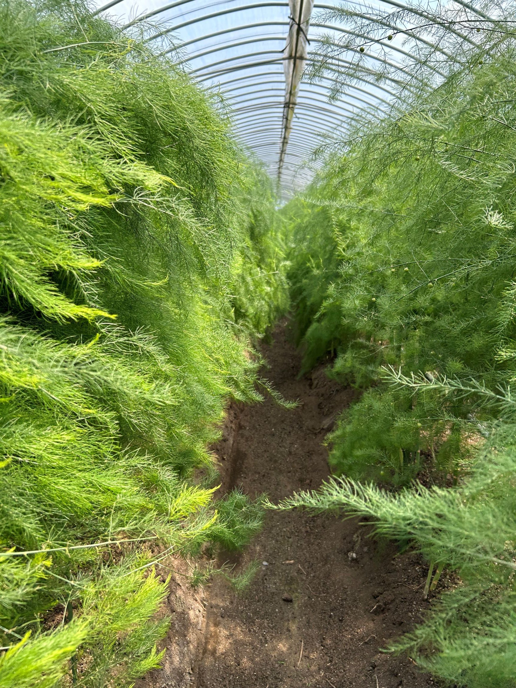 JA柳川 アスパラガス部会・村上さん 明光院昌子 - RKB毎日放送