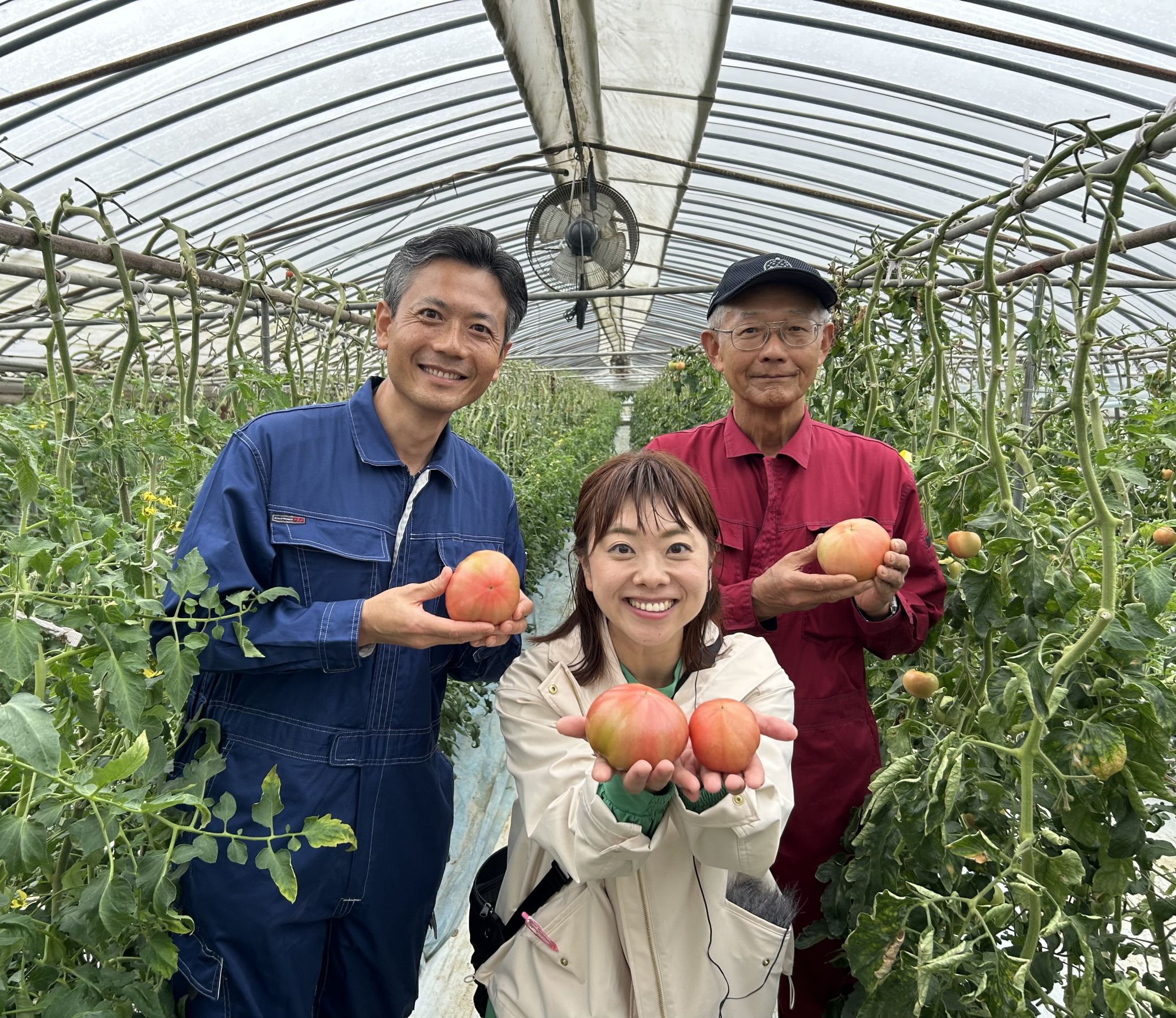 JAむなかた いちご栽培最前線 小山正代 - RKBオンライン