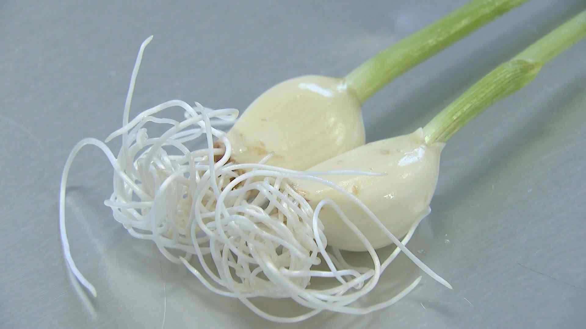 高校に誕生！“にんにく部”水耕栽培で生産～ふるさと納税の返礼品にも“においが残りにくい特徴” - RKB毎日放送