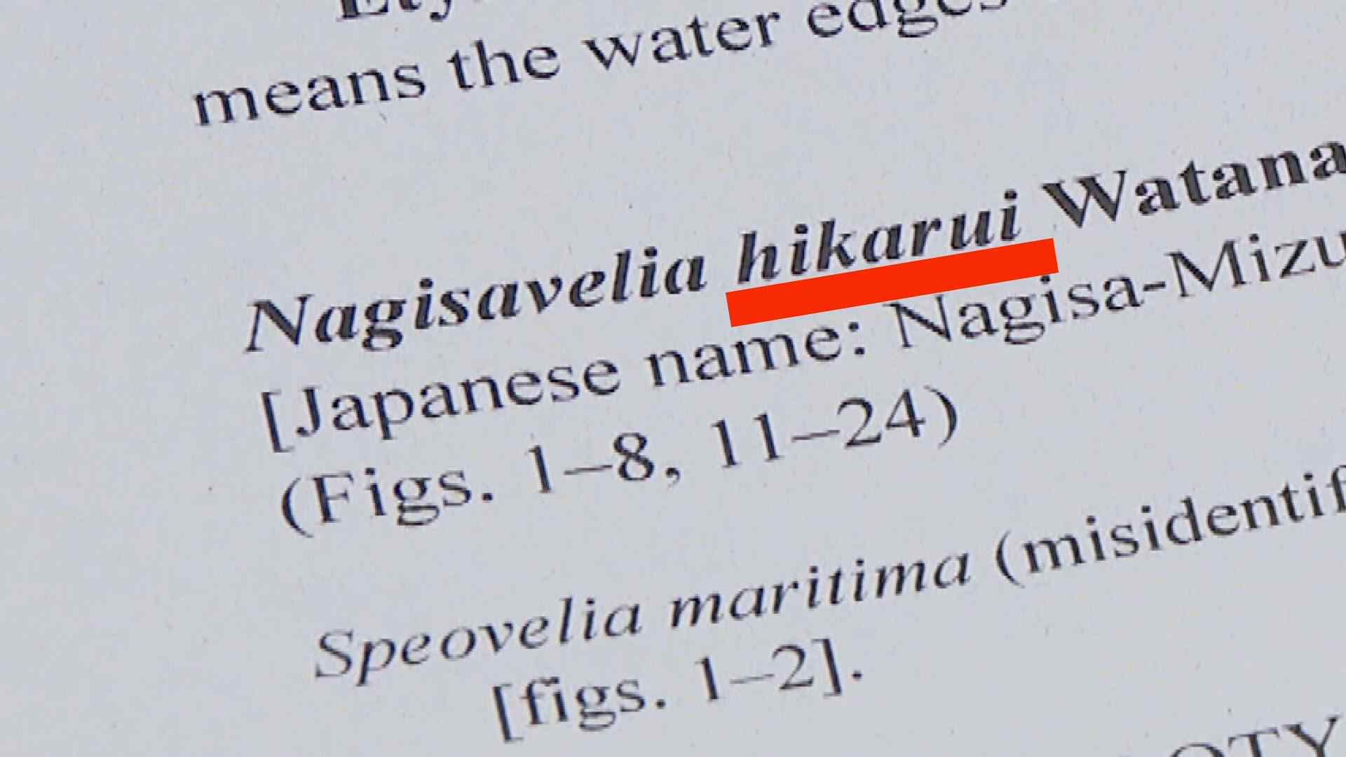 “約100年ぶりの新種”九大生が発見、「ナギサミズカメムシ」 - RKB毎日放送