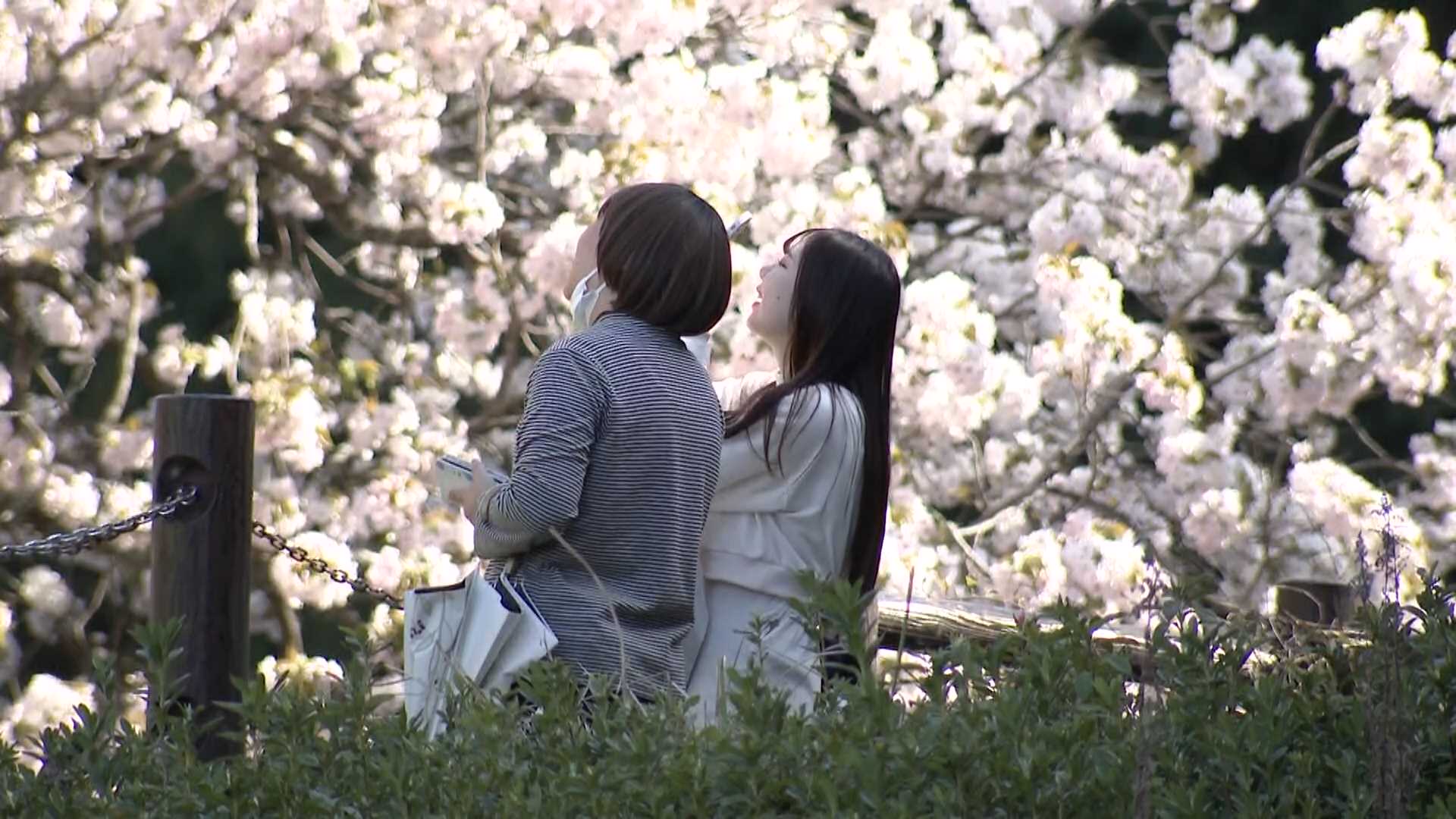 茶畑とのコントラストが美しい一本桜「納戸料の百年桜」 バイパス開通で注目集まる 佐賀県嬉野市 - RKB毎日放送