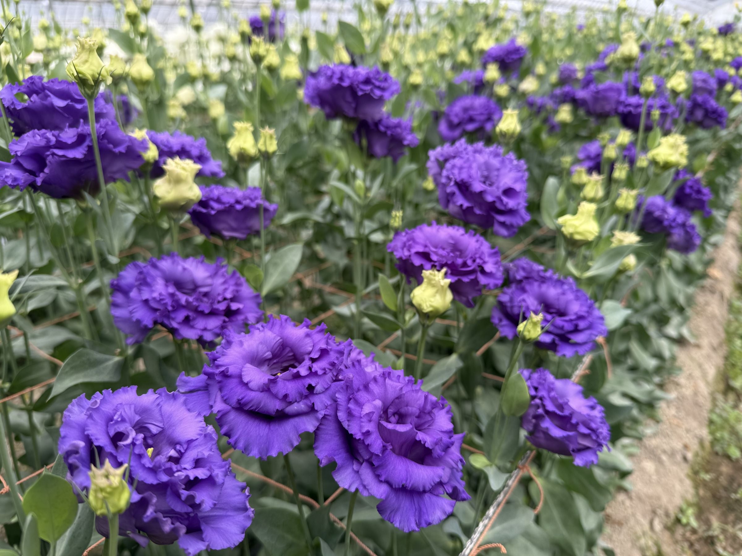 JA直鞍 青年部・貞光 雅彰さん/遥輝さん兄弟 堀加寿美 - RKB毎日放送