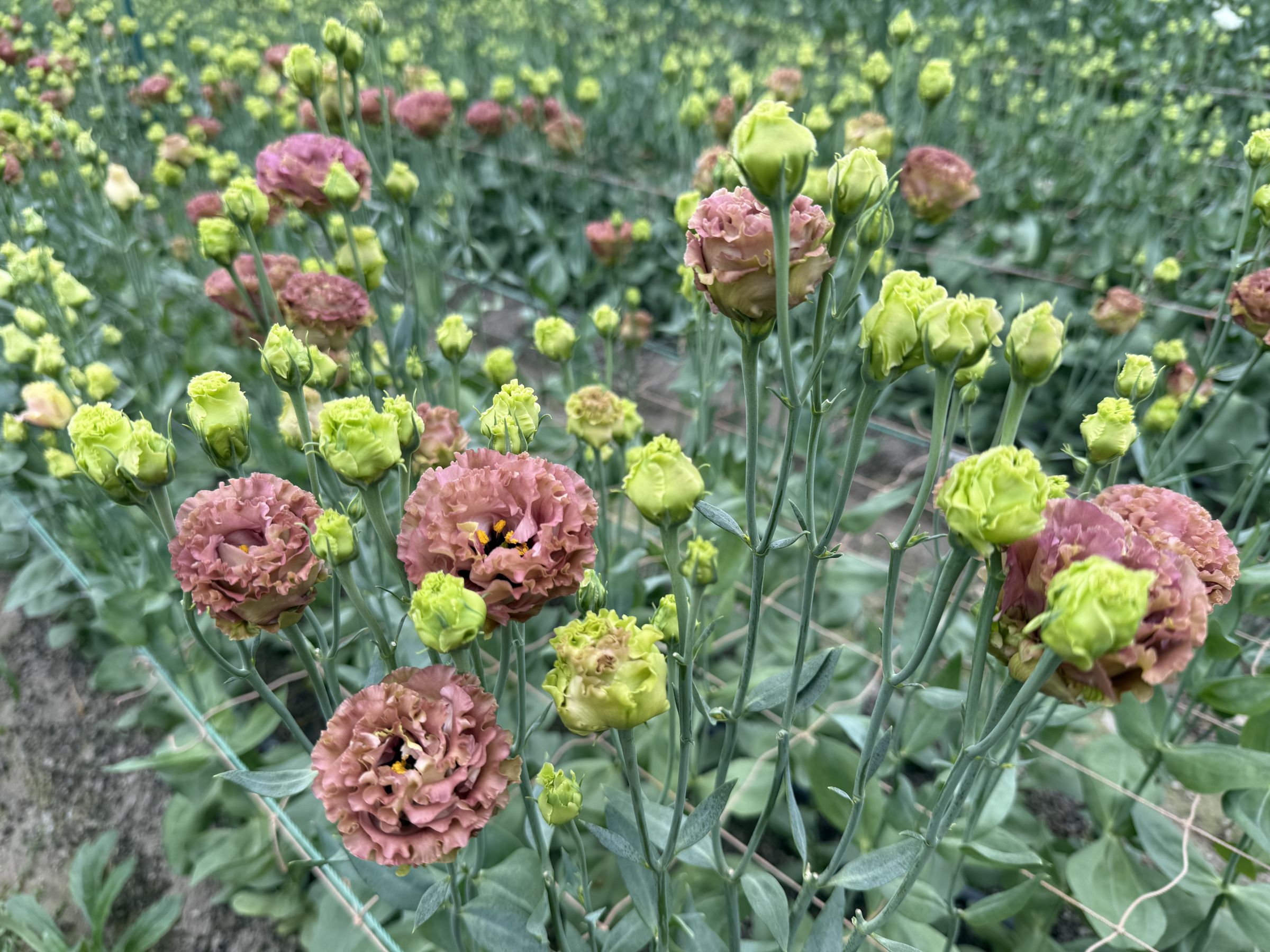 JA直鞍 青年部・貞光 雅彰さん/遥輝さん兄弟 堀加寿美 - RKB毎日放送