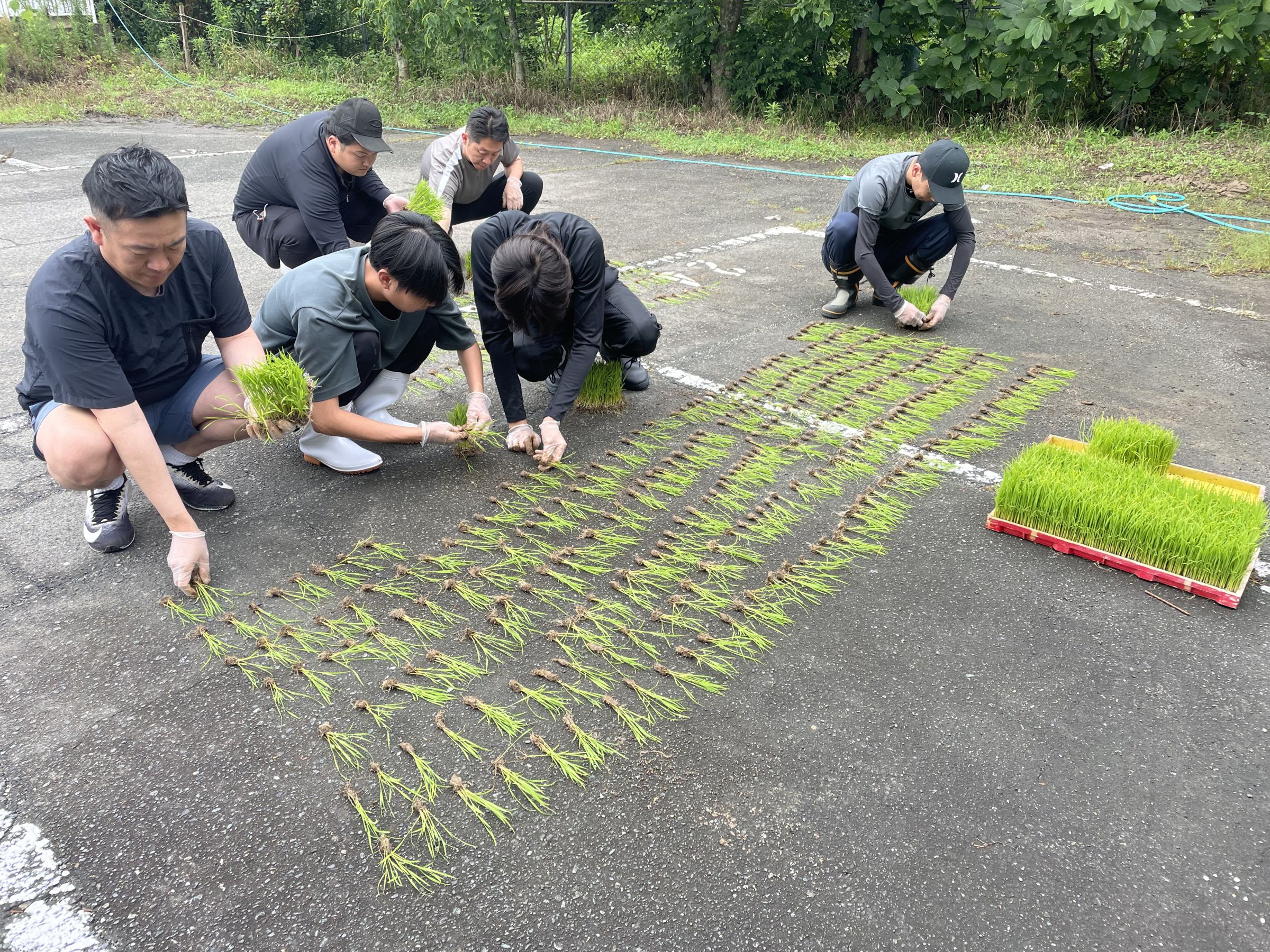 春日市立大谷小学校 × JA筑紫 稲作体験授業 堀加寿美 - RKB毎日放送